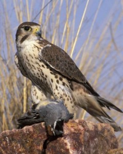 Halcón mexicano » HALCONPEDIA